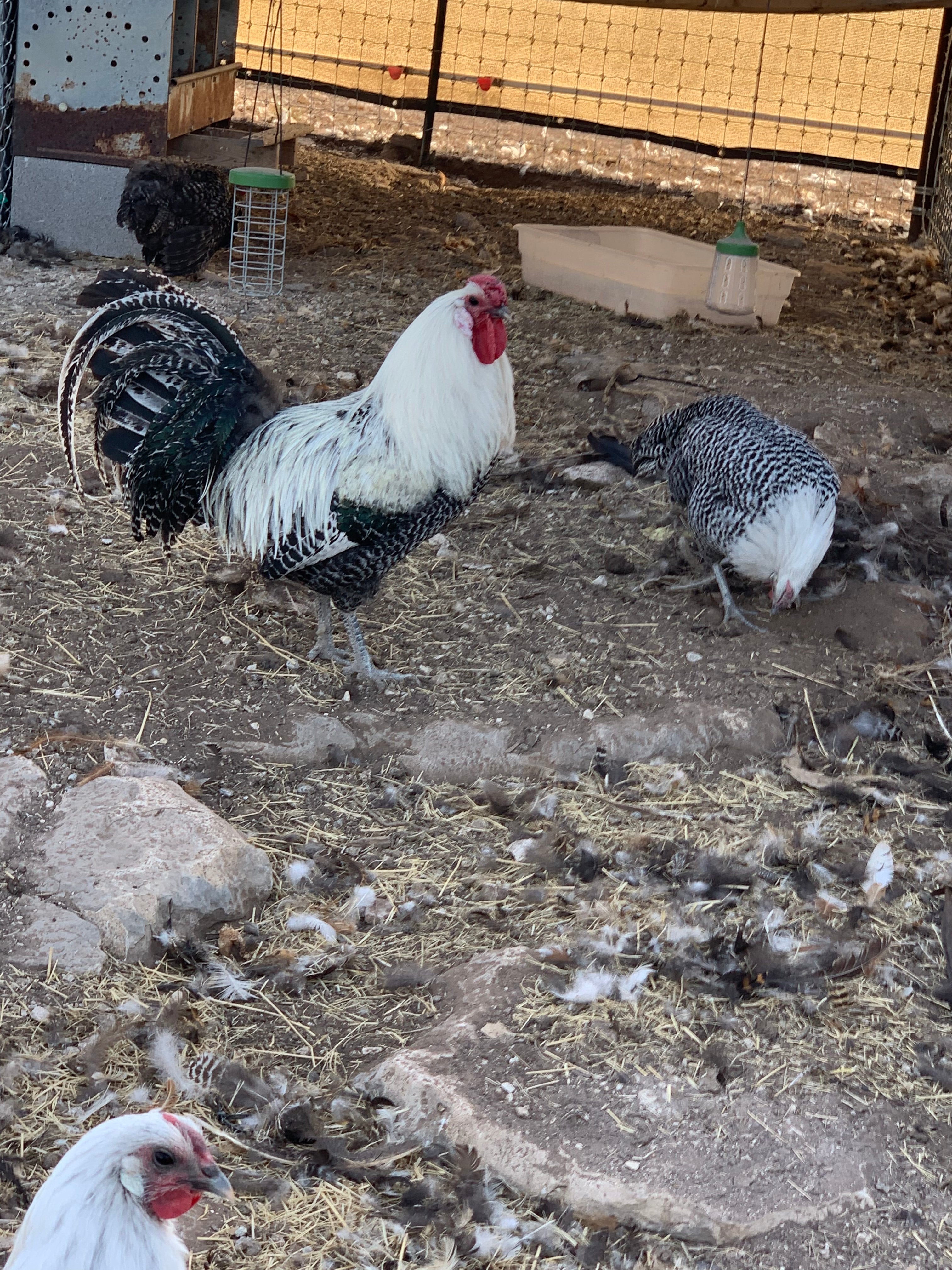 1 dz Silver Deathlayer Hatching Eggs | Piercefield Homestead